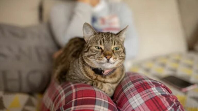 Gato Ronronando: o que significa e por que eles fazem isso? | Vida dos ...