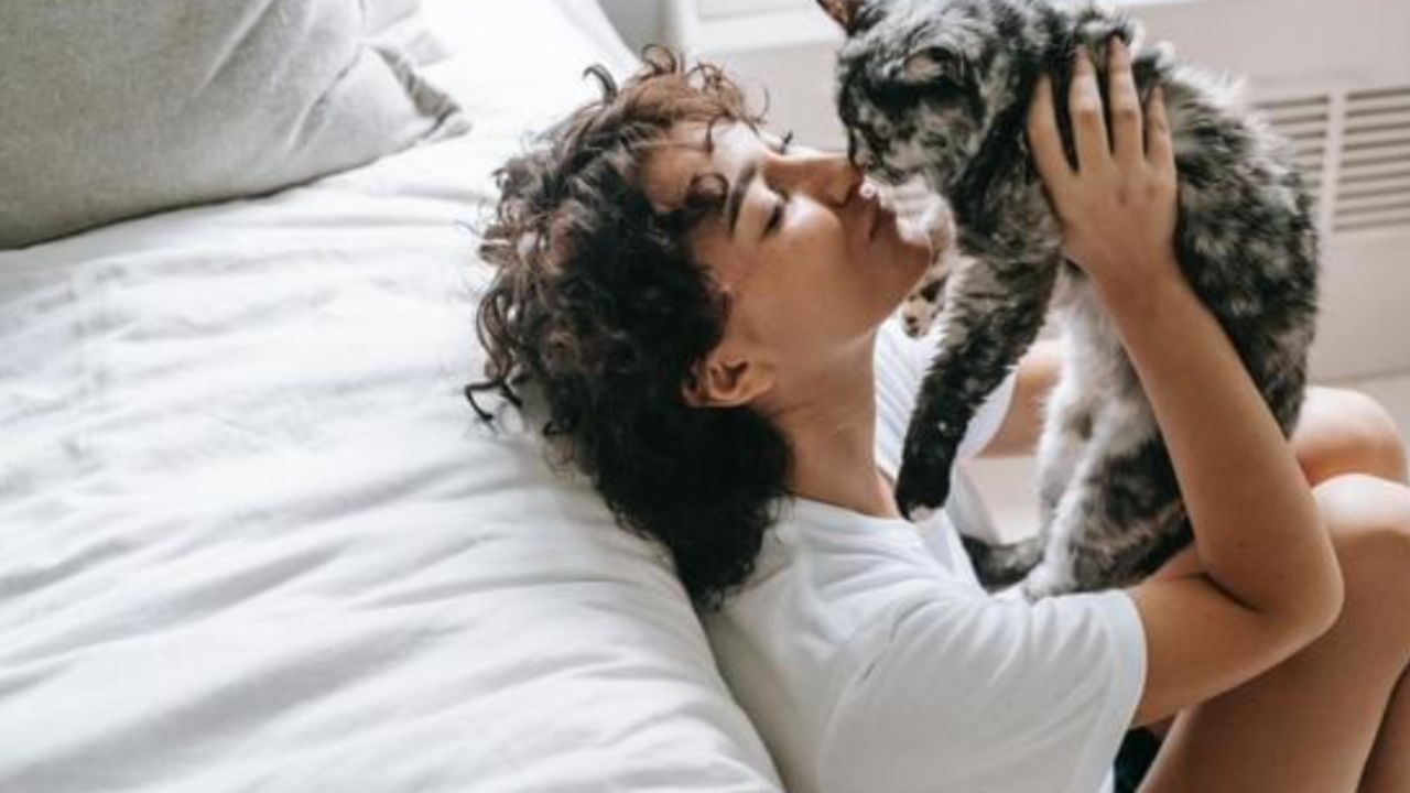 Gato Ronronando: o que significa e por que eles fazem isso? | Vida dos ...