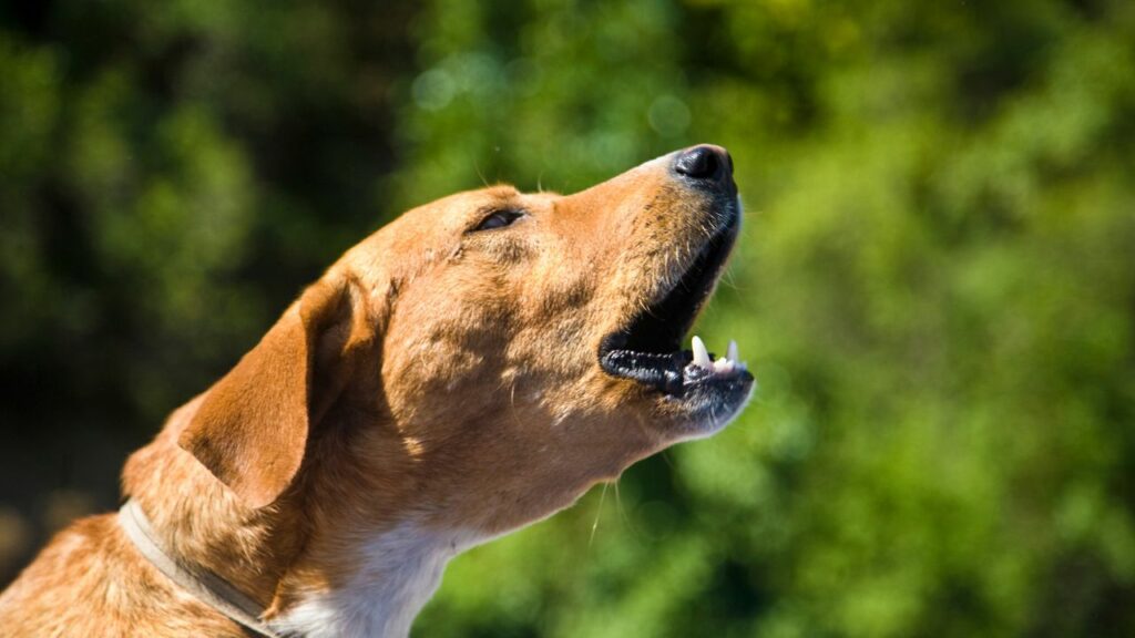 Quantas vezes um cachorro tem que comer no dia?| Vida dos Bichos