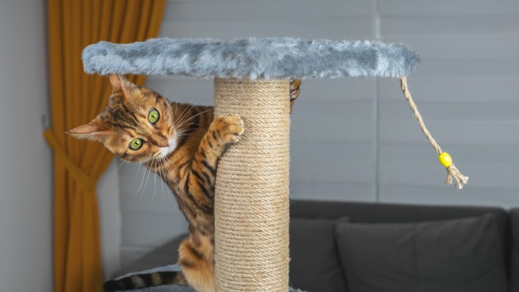 Gato Ronronando: o que significa e por que eles fazem isso? | Vida dos ...